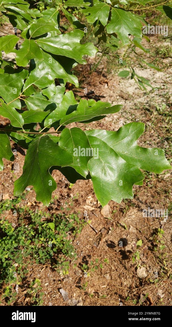 southern red oak (Quercus falcata Stock Photo - Alamy