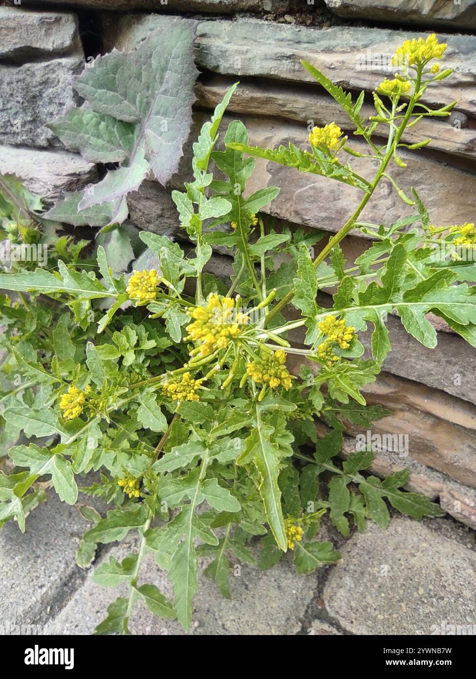 Bog Yellowcress (Rorippa palustris Stock Photo - Alamy