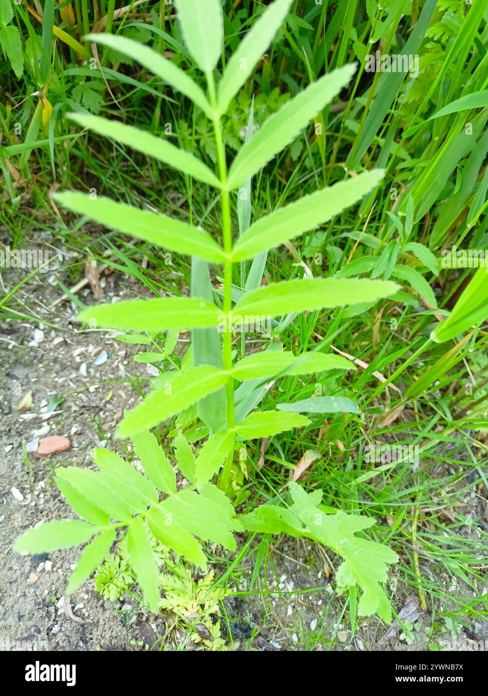 Greater Water-parsnip (Sium latifolium Stock Photo - Alamy