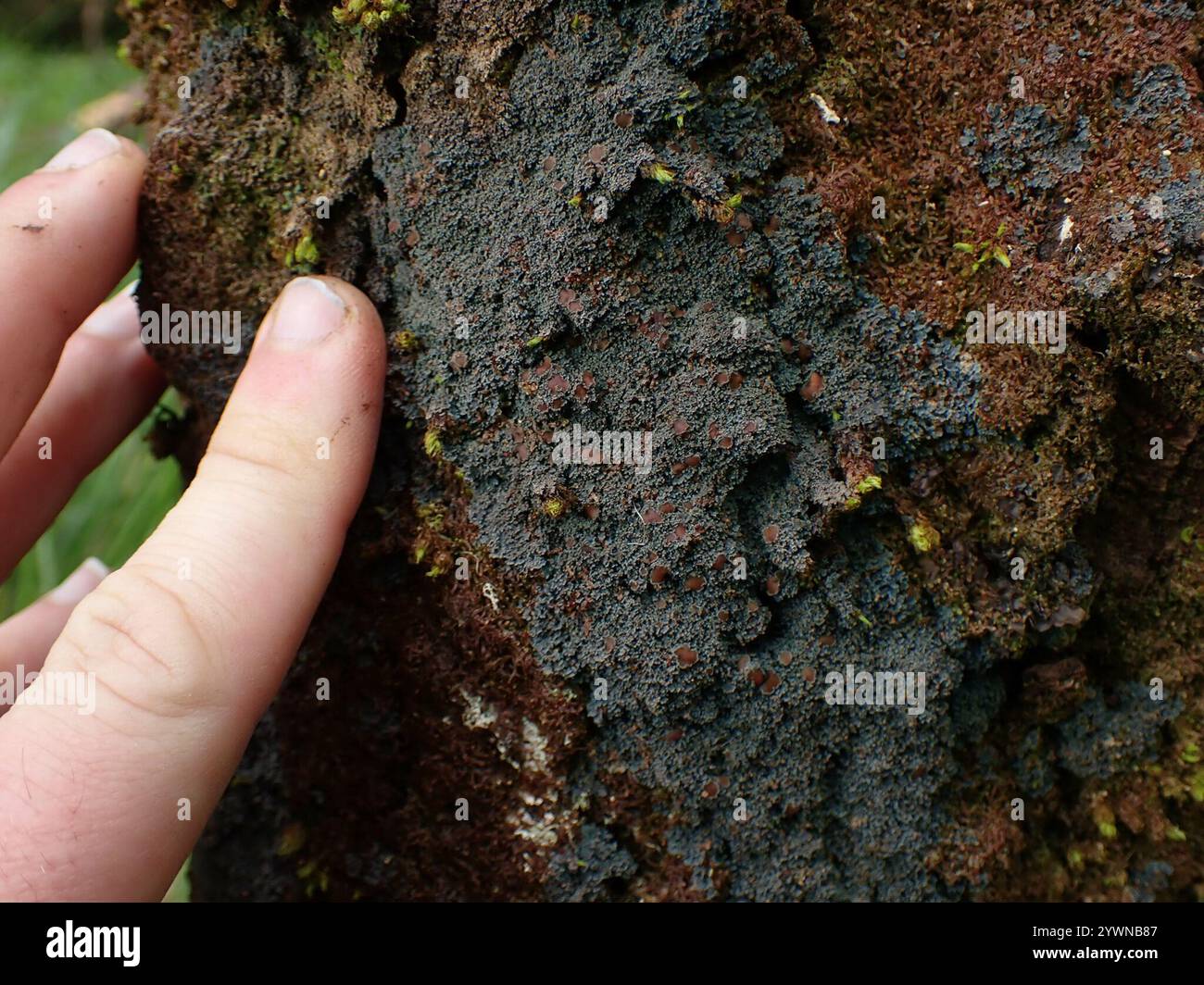 Brown-gray Moss-shingle Lichen (Protopannaria pezizoides Stock Photo ...