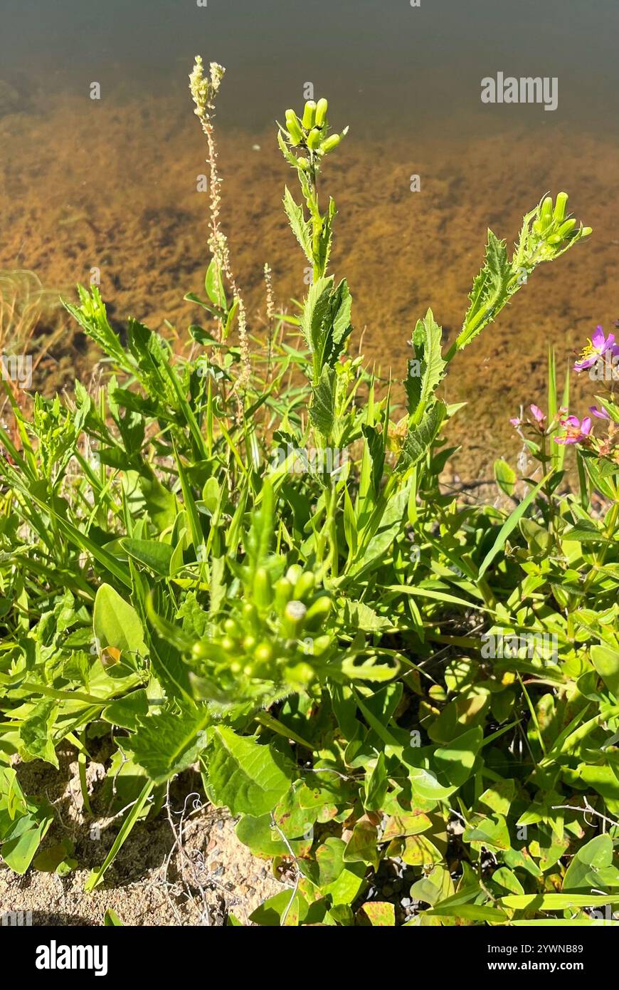 American burnweed (Erechtites hieraciifolius Stock Photo - Alamy