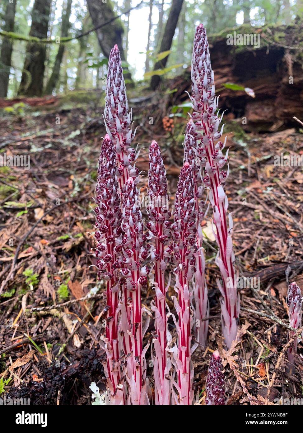 sugarstick (Allotropa virgata Stock Photo - Alamy