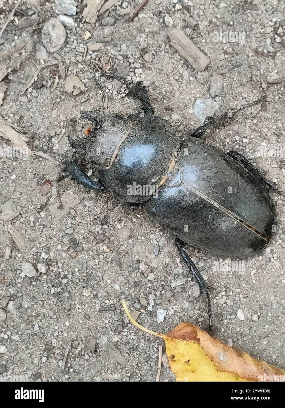 European Stag Beetle (Lucanus cervus Stock Photo - Alamy