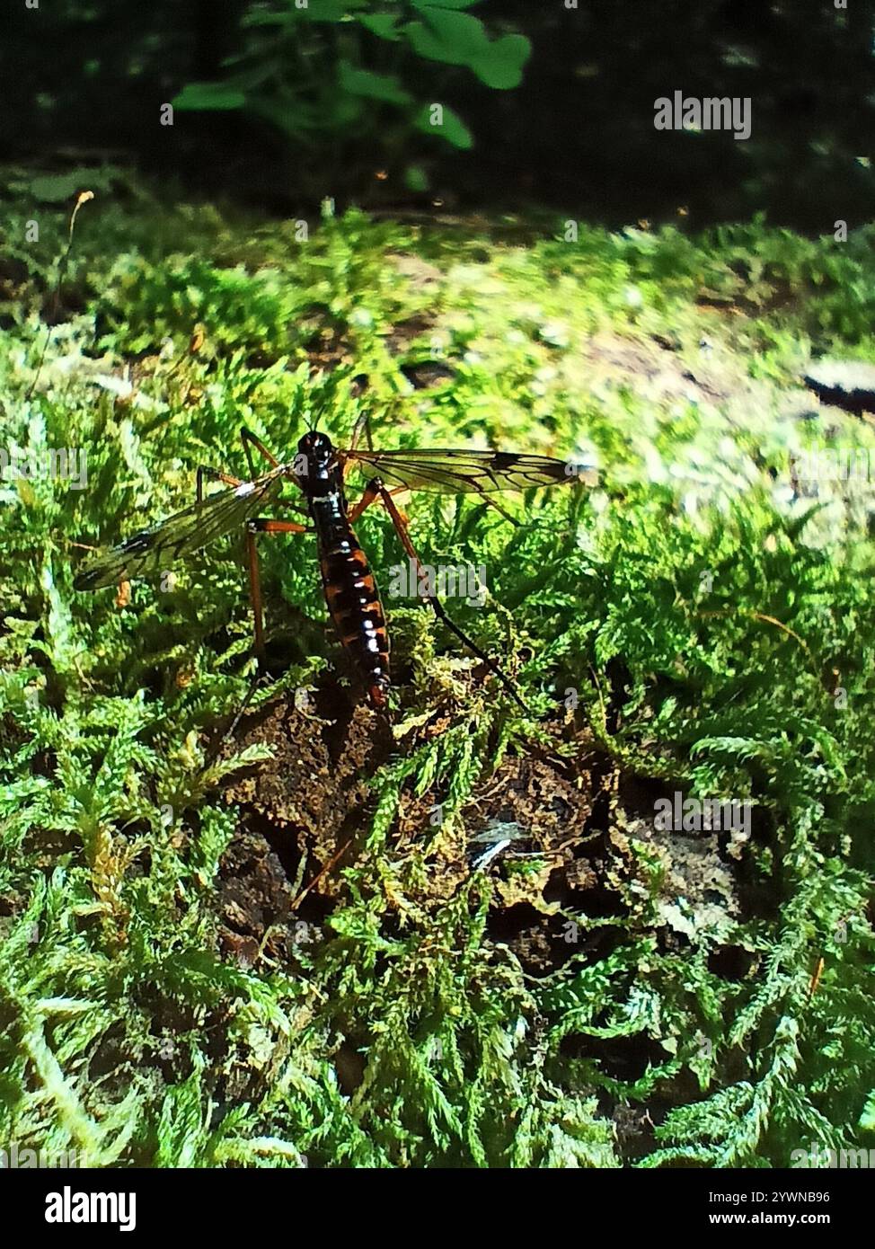 Typical Crane Flies (Tipuloidea Stock Photo - Alamy
