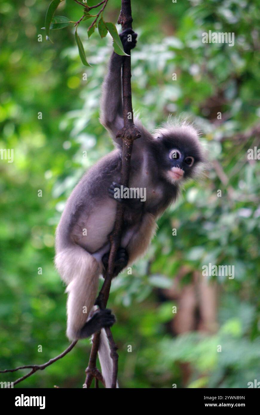 The dusky leaf monkey (Trachypithecus obscurus), also known as the spectacled langur or the ...