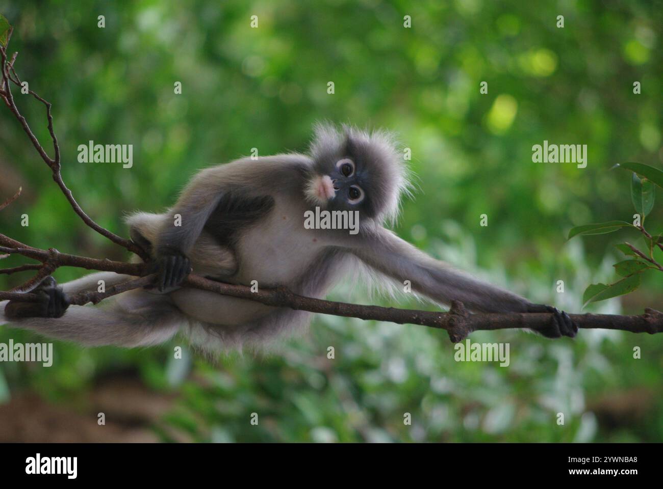 The dusky leaf monkey (Trachypithecus obscurus), also known as the ...