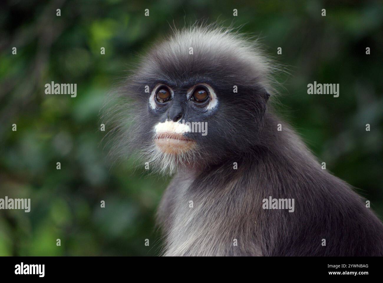 The dusky leaf monkey (Trachypithecus obscurus), also known as the spectacled langur or the ...