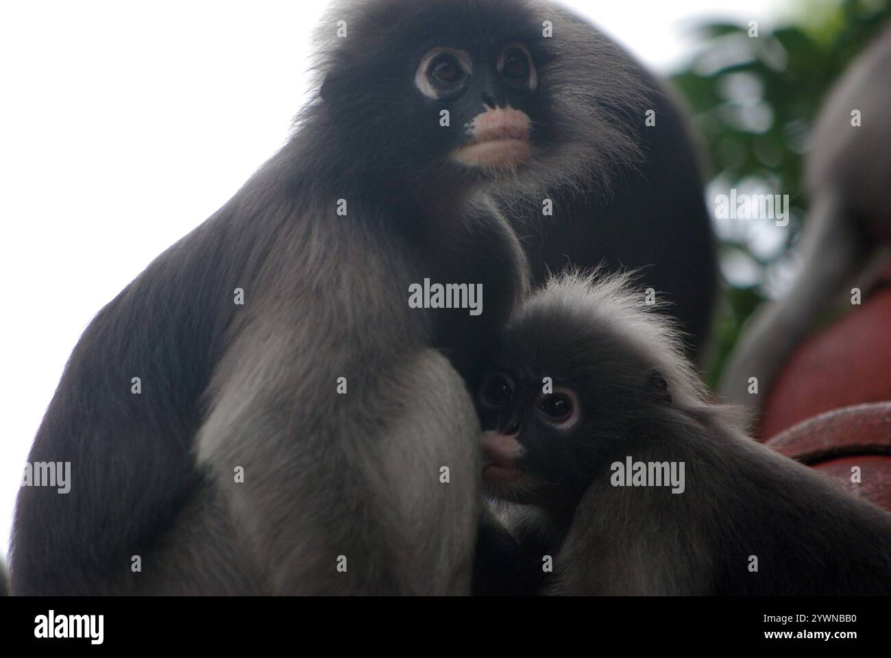 The dusky leaf monkey (Trachypithecus obscurus), also known as the spectacled langur or the ...