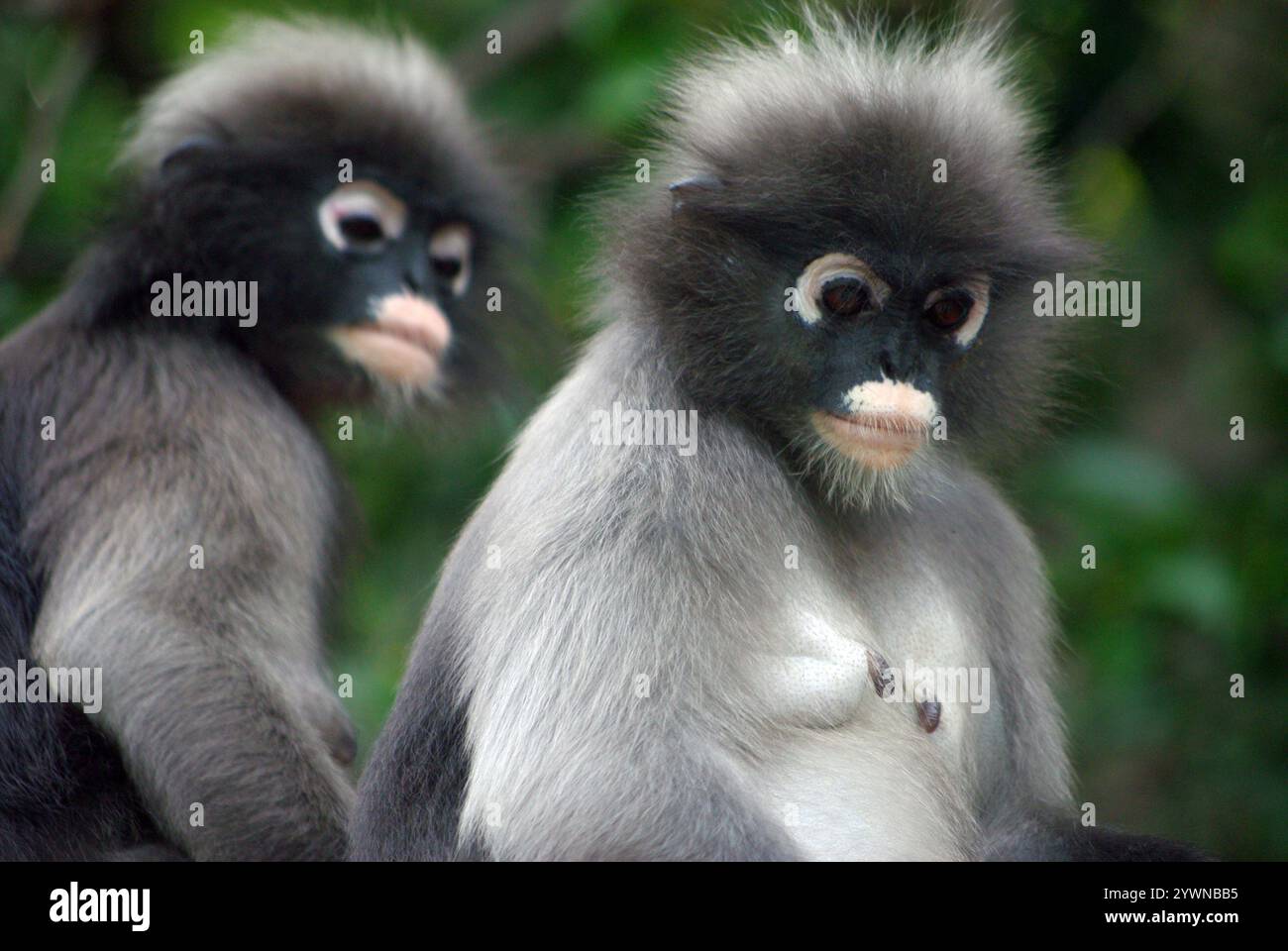 The dusky leaf monkey (Trachypithecus obscurus), also known as the spectacled langur or the ...