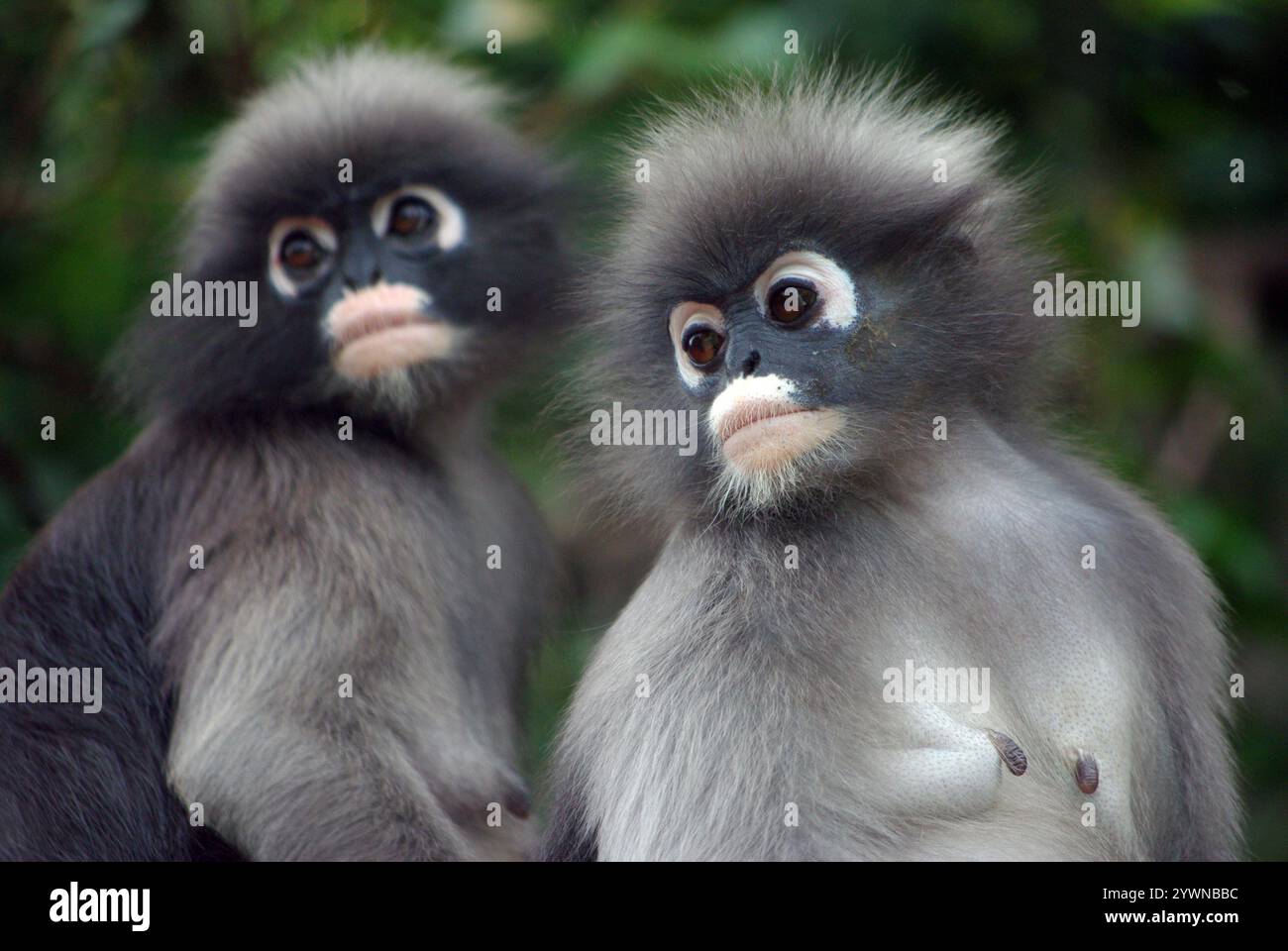 The dusky leaf monkey (Trachypithecus obscurus), also known as the ...