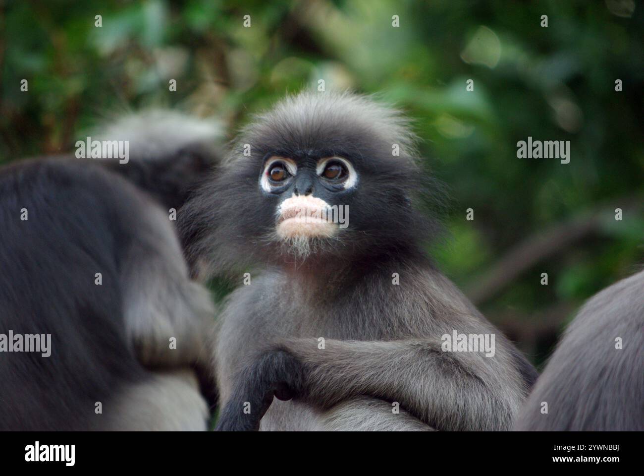 The dusky leaf monkey (Trachypithecus obscurus), also known as the ...