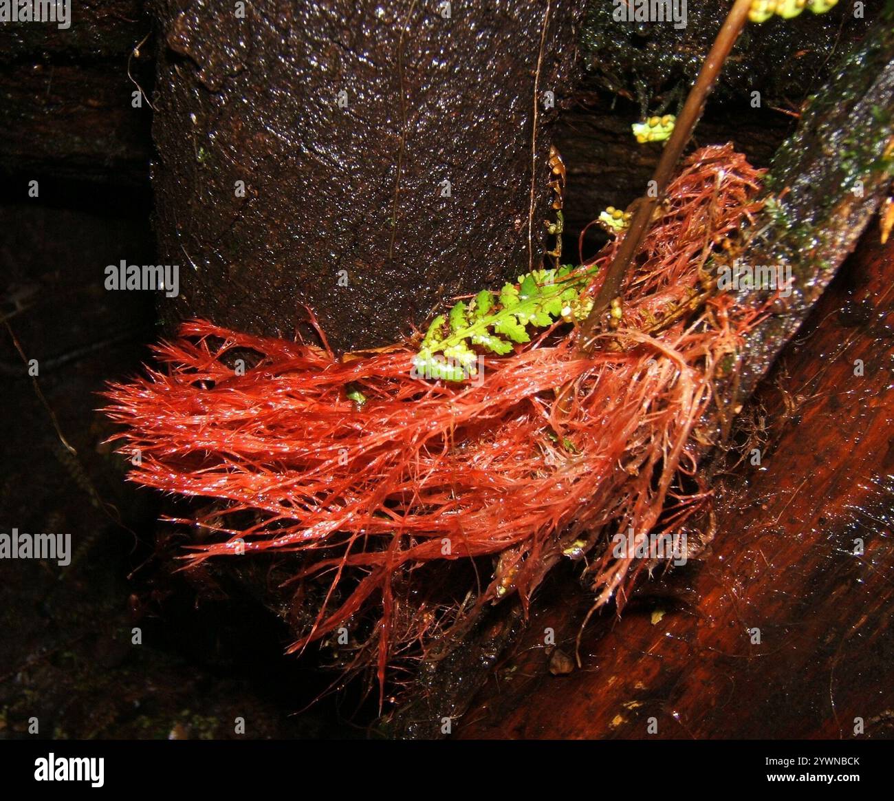 Brittlestems and Allies (Psathyrellaceae Stock Photo - Alamy