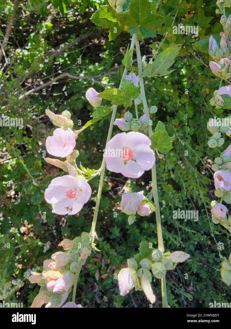 southern coastal bushmallow (Malacothamnus fasciculatus Stock Photo - Alamy