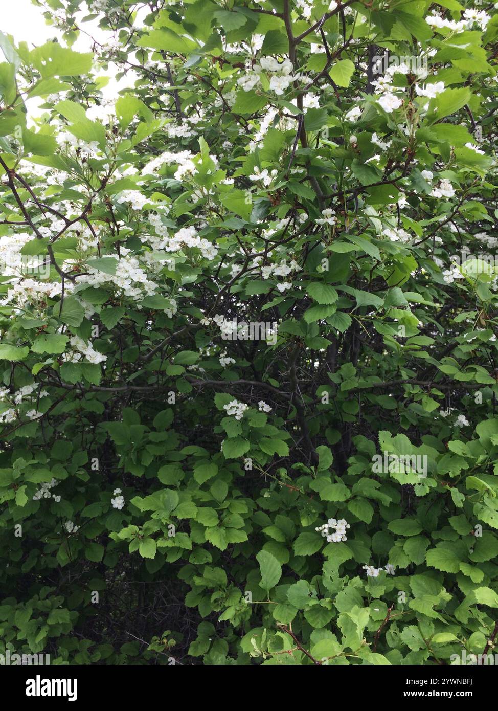 Large-thorn hawthorn (Crataegus macracantha Stock Photo - Alamy