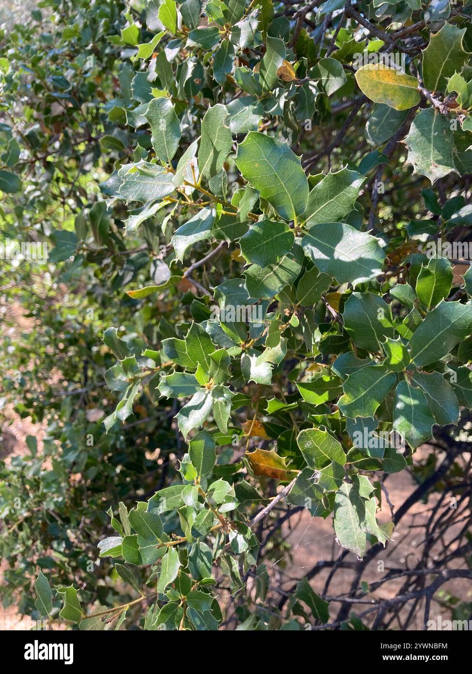 Kermes oak (Quercus coccifera Stock Photo - Alamy