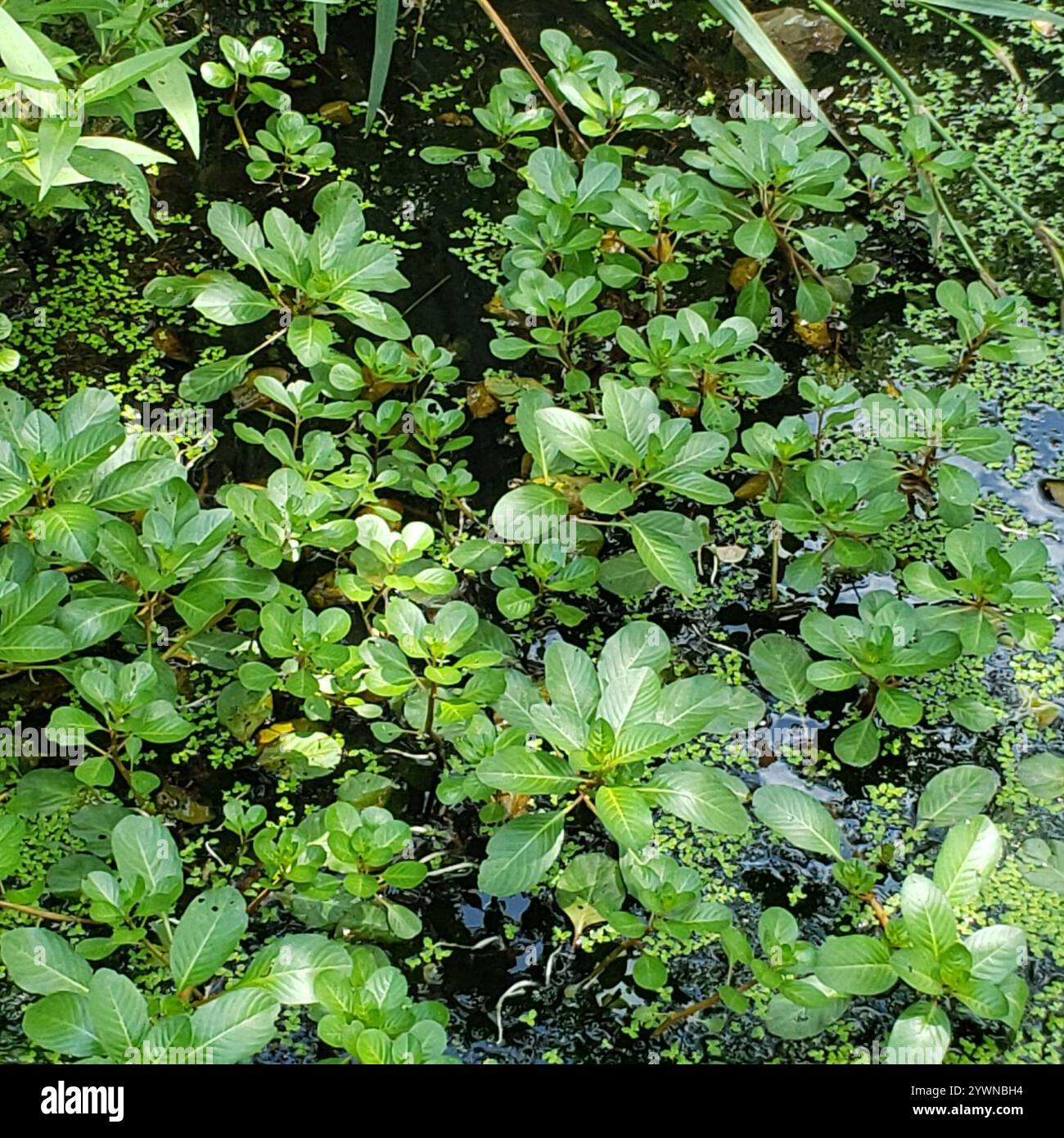 floating primrose-willow (Ludwigia peploides Stock Photo - Alamy