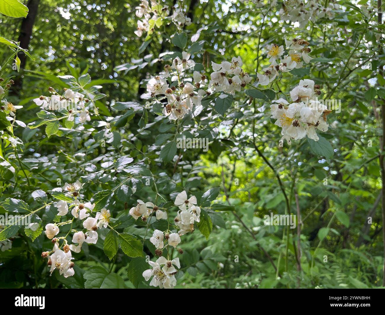 multiflora rose (Rosa multiflora Stock Photo - Alamy