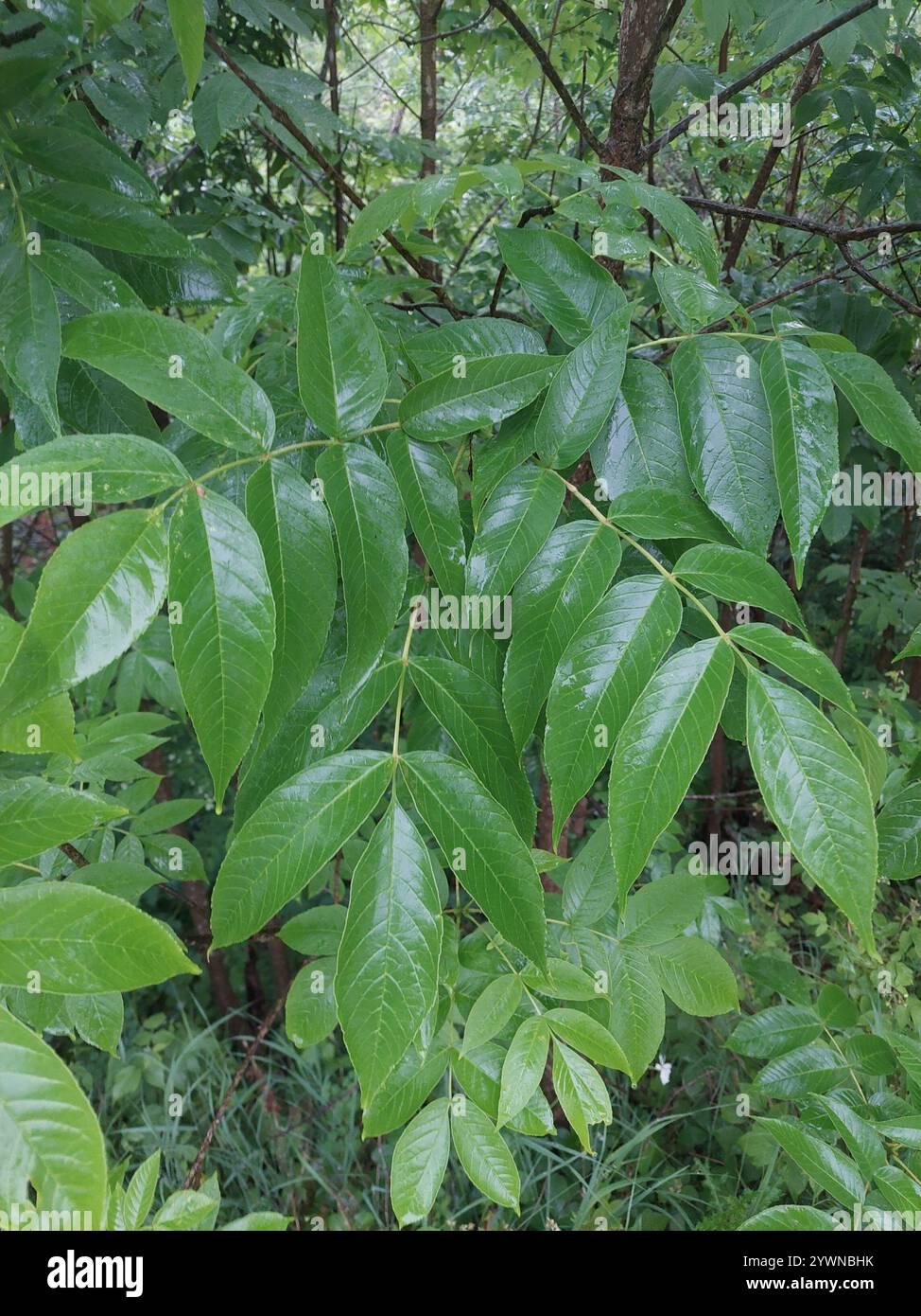 black ash (Fraxinus nigra Stock Photo - Alamy