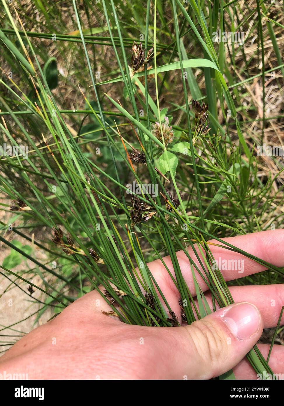 Baltic Rush (Juncus balticus Stock Photo - Alamy
