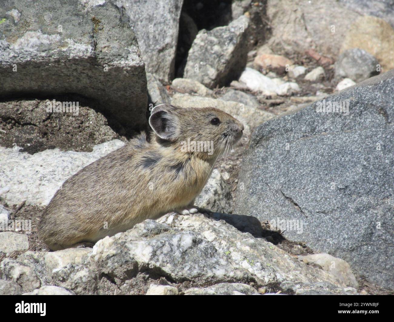 American Pika (Ochotona princeps Stock Photo - Alamy