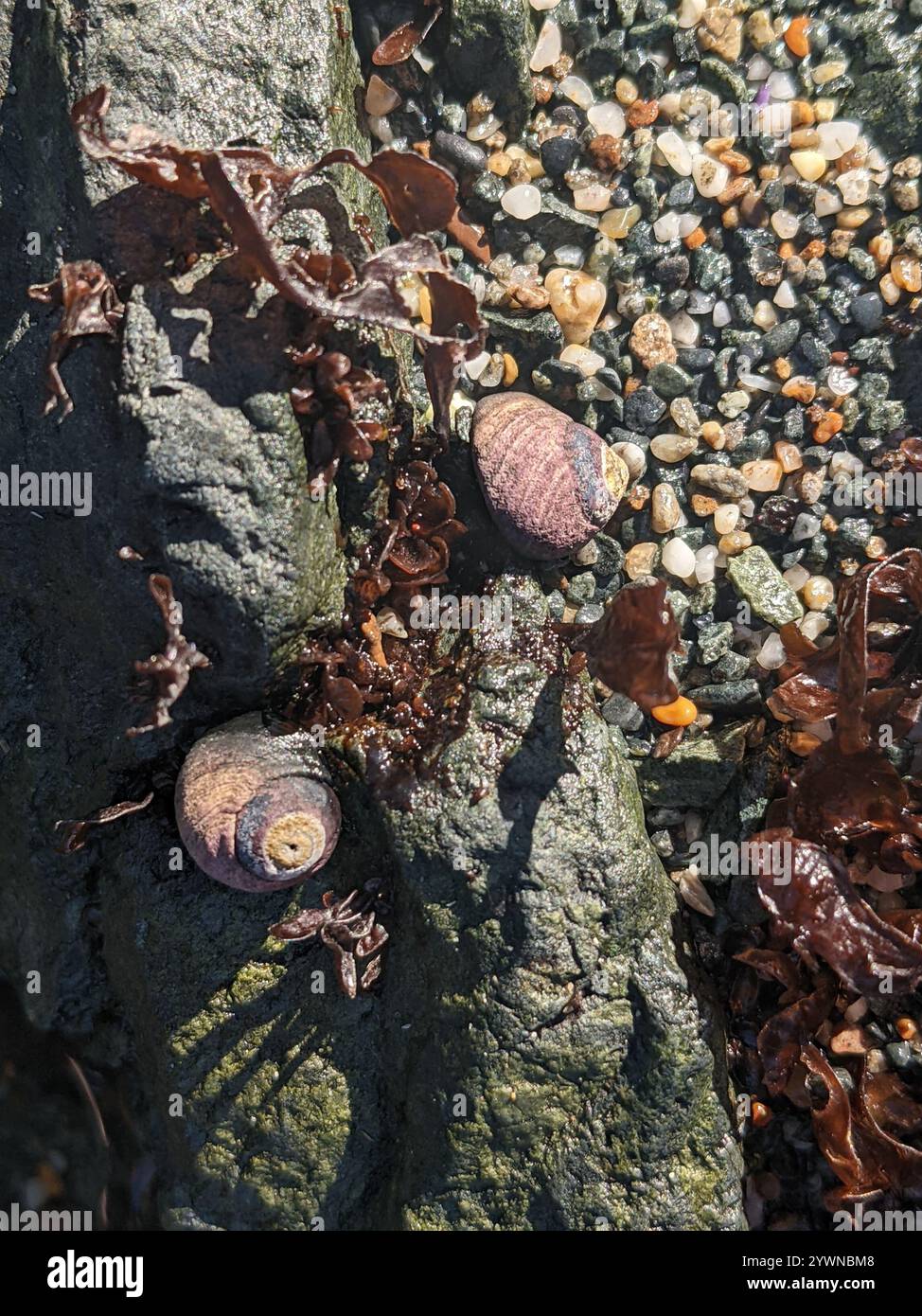 Black Tegula (Tegula funebralis Stock Photo - Alamy