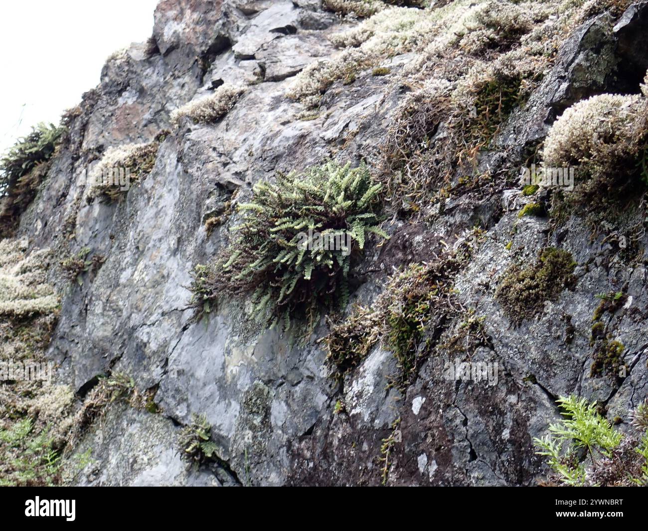 lace lip fern (Myriopteris gracillima Stock Photo - Alamy