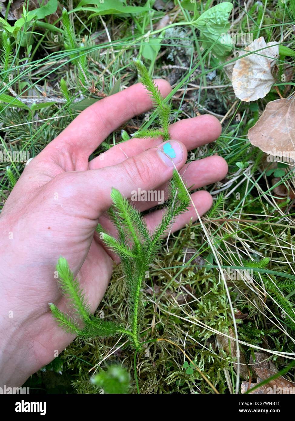 arctic stag's-horn clubmoss (Lycopodium lagopus Stock Photo - Alamy