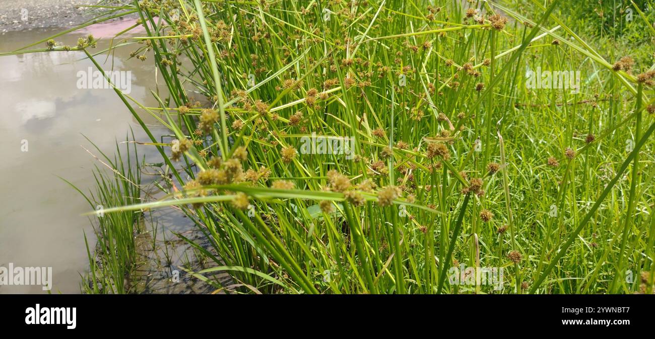 Variable Flatsedge (Cyperus difformis Stock Photo - Alamy