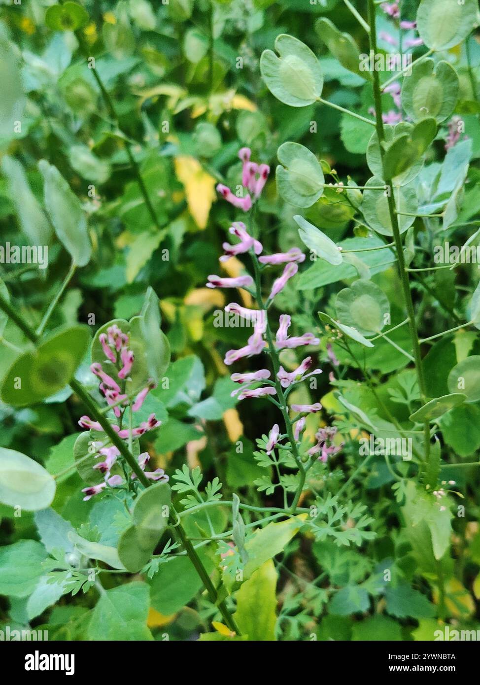 Common Fumitory (Fumaria officinalis Stock Photo - Alamy