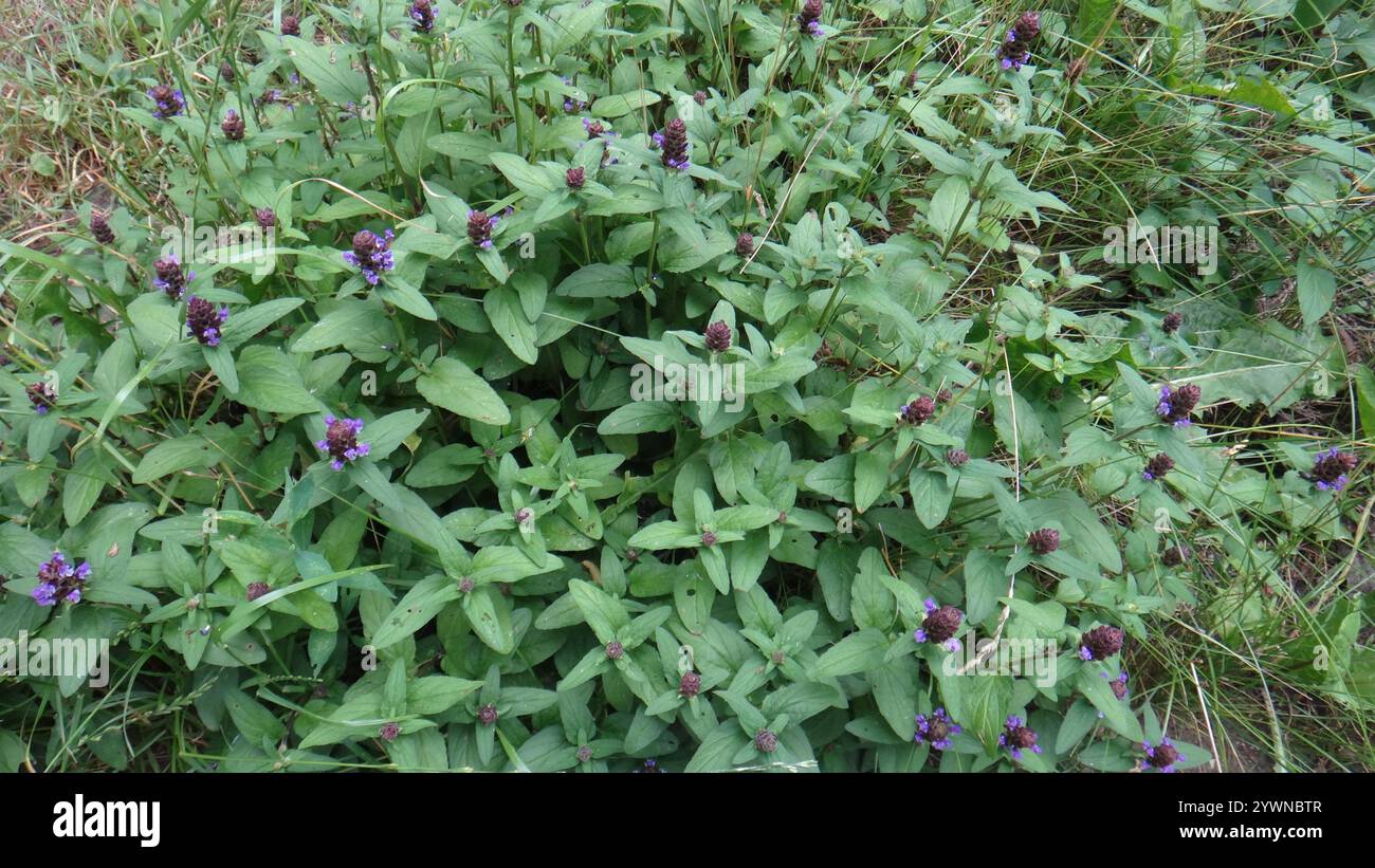 common selfheal (Prunella vulgaris Stock Photo - Alamy