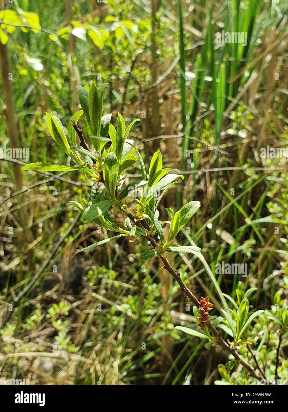 bog myrtle (Myrica gale Stock Photo - Alamy