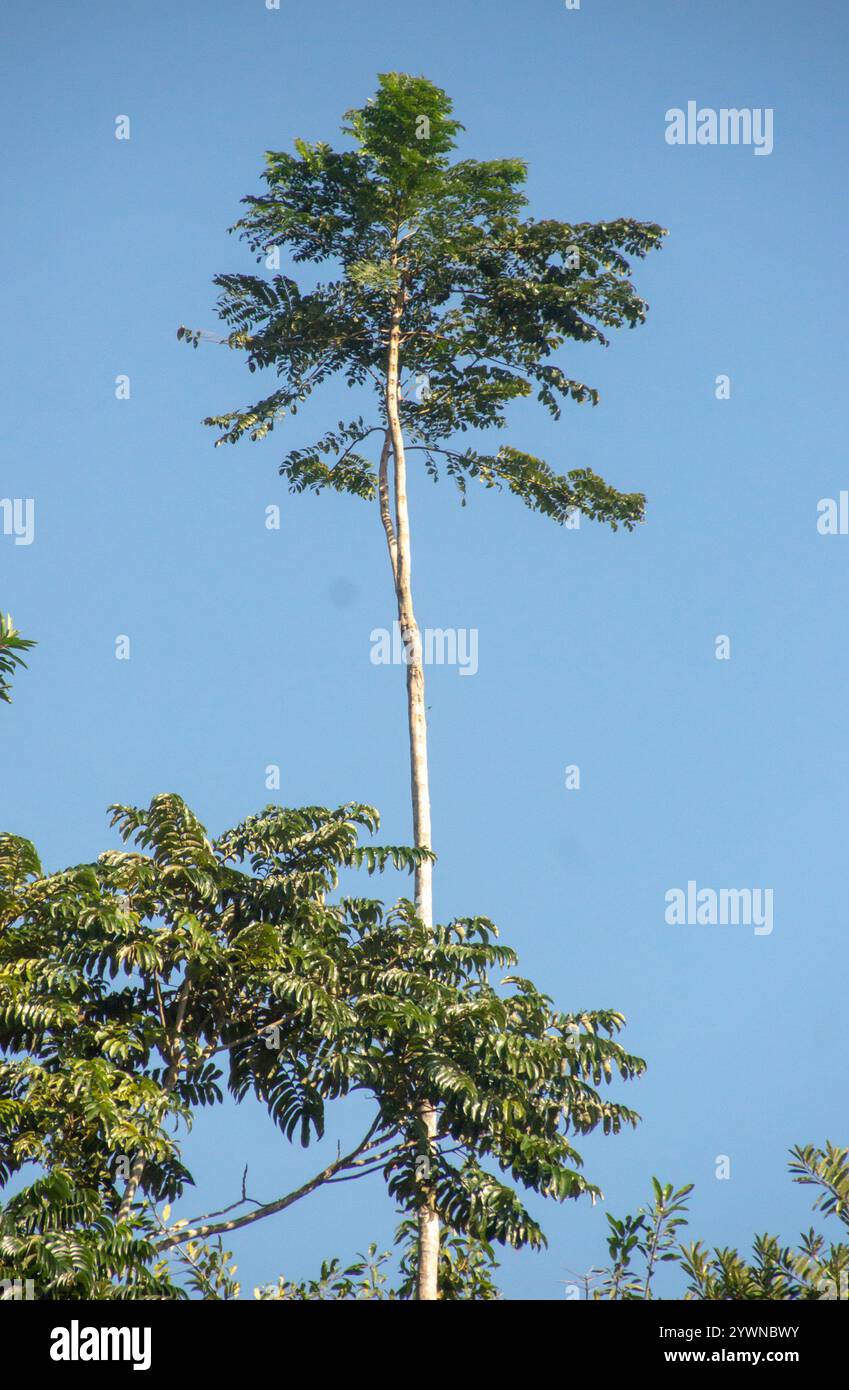 Virola hi-res stock photography and images - Alamy