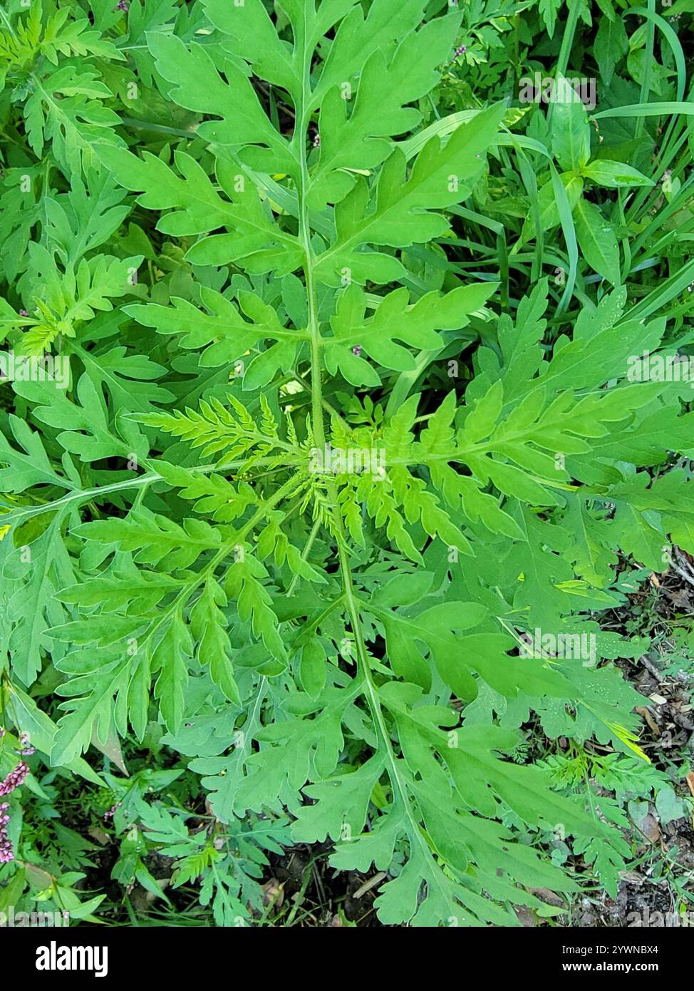 common ragweed (Ambrosia artemisiifolia Stock Photo - Alamy