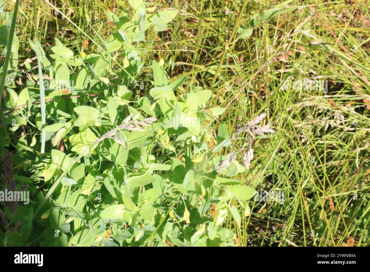 Yellow vetchling lathyrus aphaca hi-res stock photography and images ...