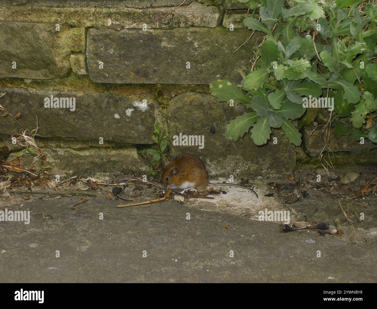 European Wood Mouse (Apodemus sylvaticus Stock Photo - Alamy