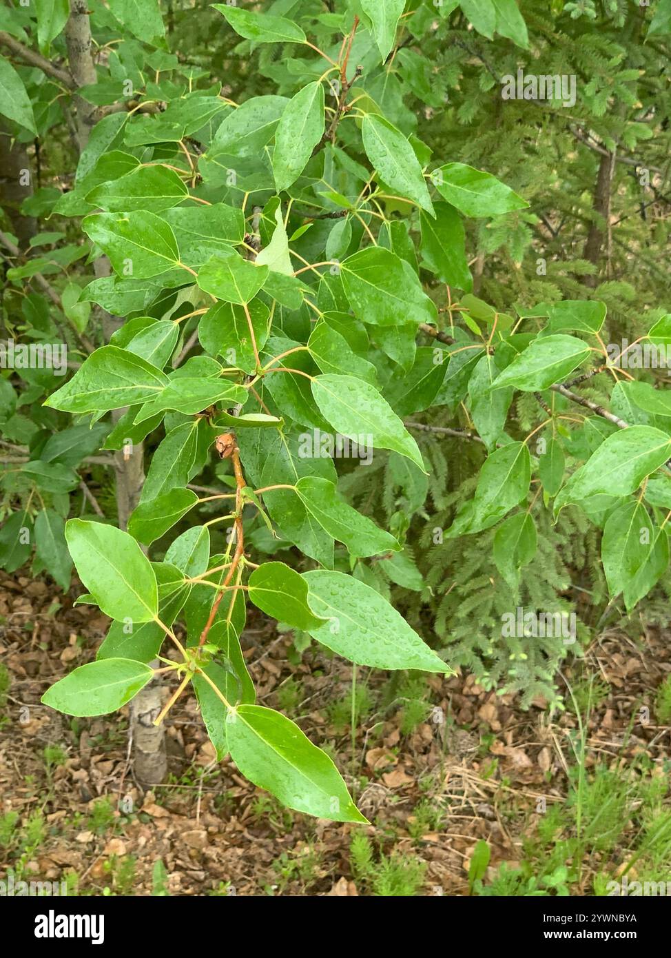 balsam poplar (Populus balsamifera Stock Photo - Alamy
