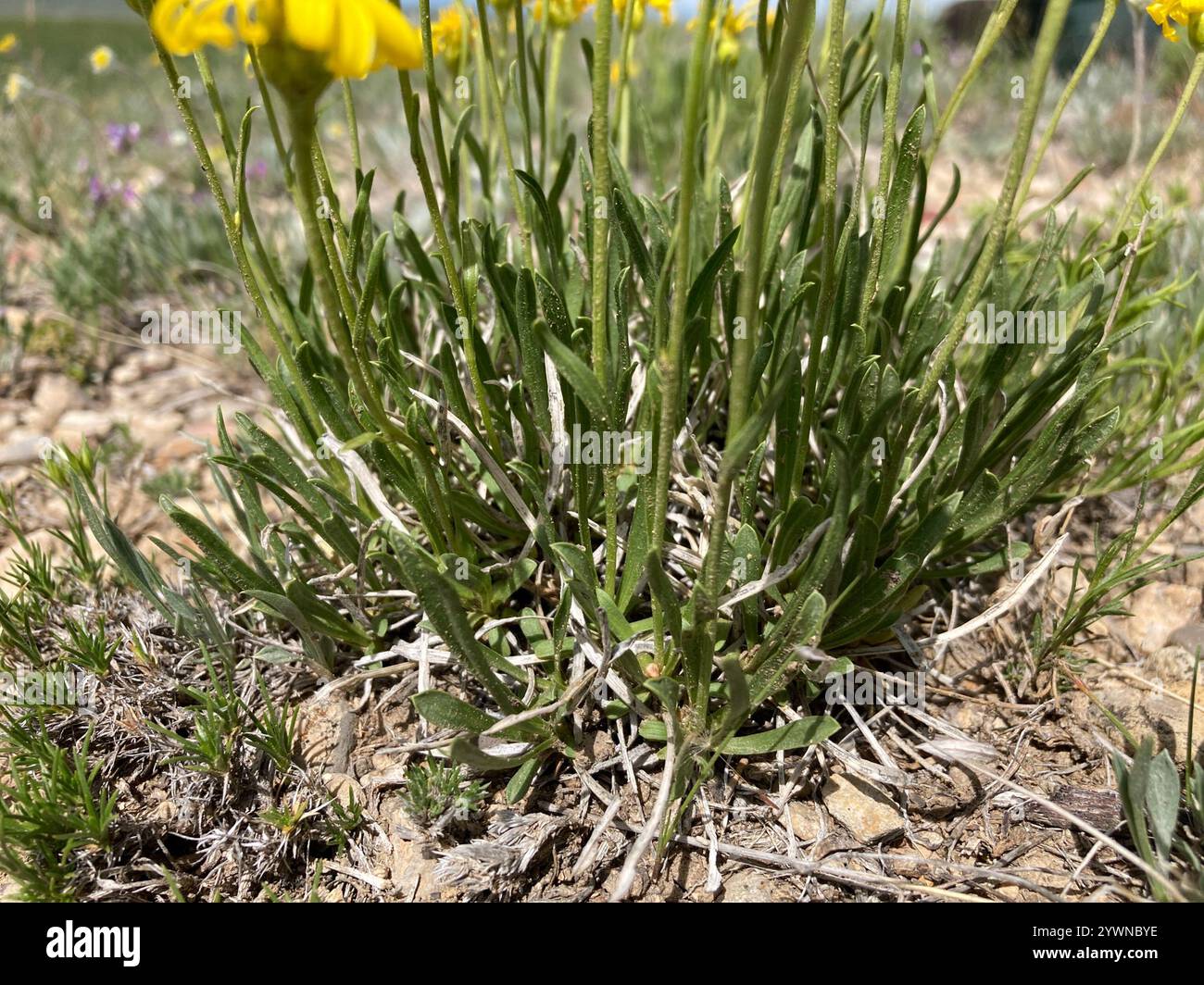 Thrift Mock Goldenweed (Stenotus armerioides Stock Photo - Alamy