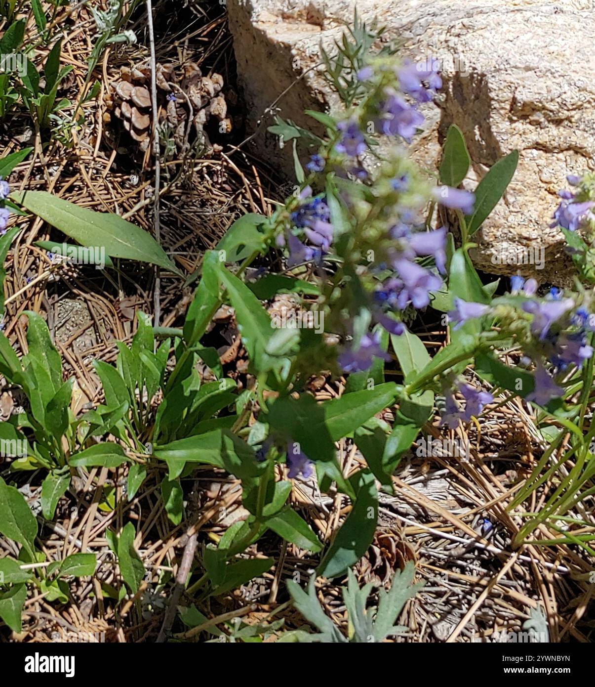 Front Range Beardtongue (Penstemon virens Stock Photo - Alamy