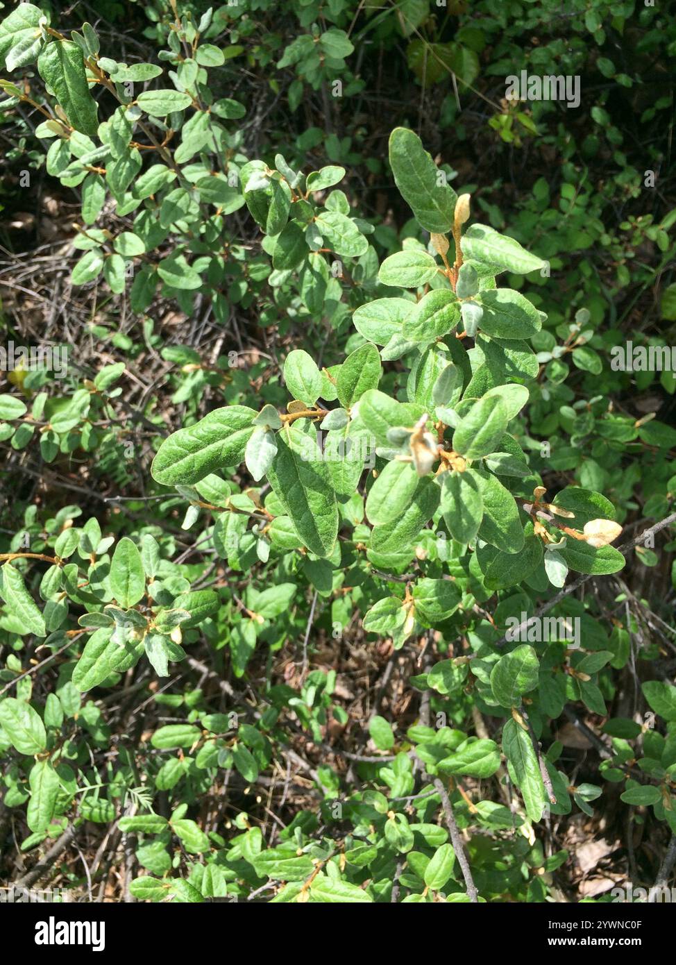 Canadian buffalo-berry (Shepherdia canadensis Stock Photo - Alamy