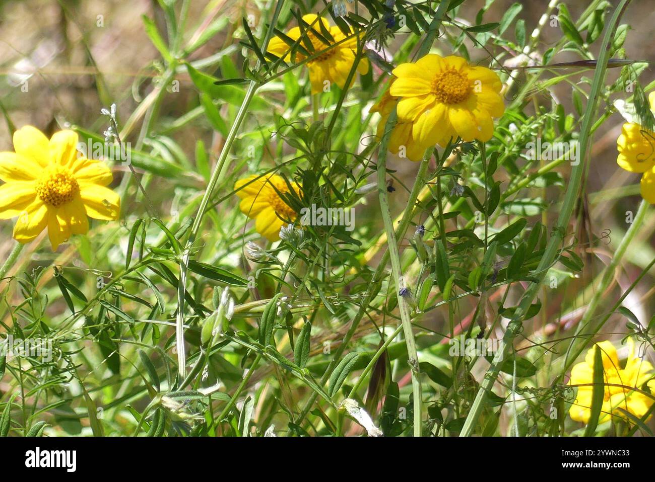 common woolly sunflower (Eriophyllum lanatum Stock Photo - Alamy