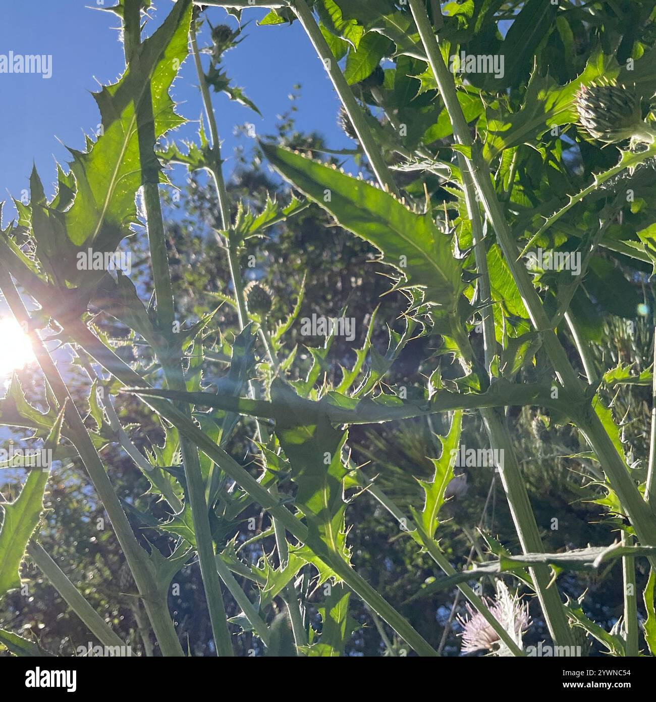 wavyleaf thistle (Cirsium undulatum Stock Photo - Alamy