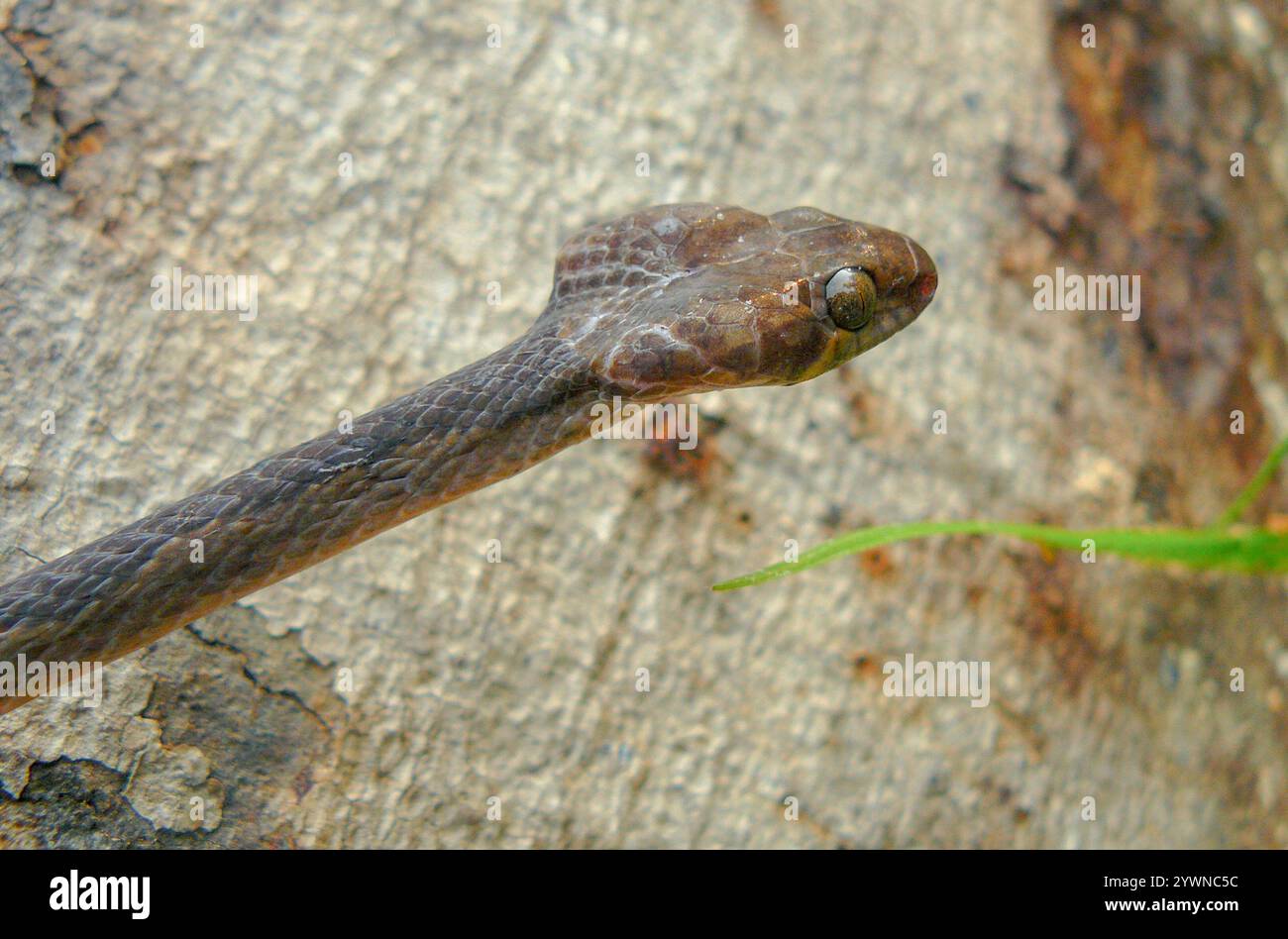 Banded Cat-eyed Snake (Leptodeira annulata Stock Photo - Alamy
