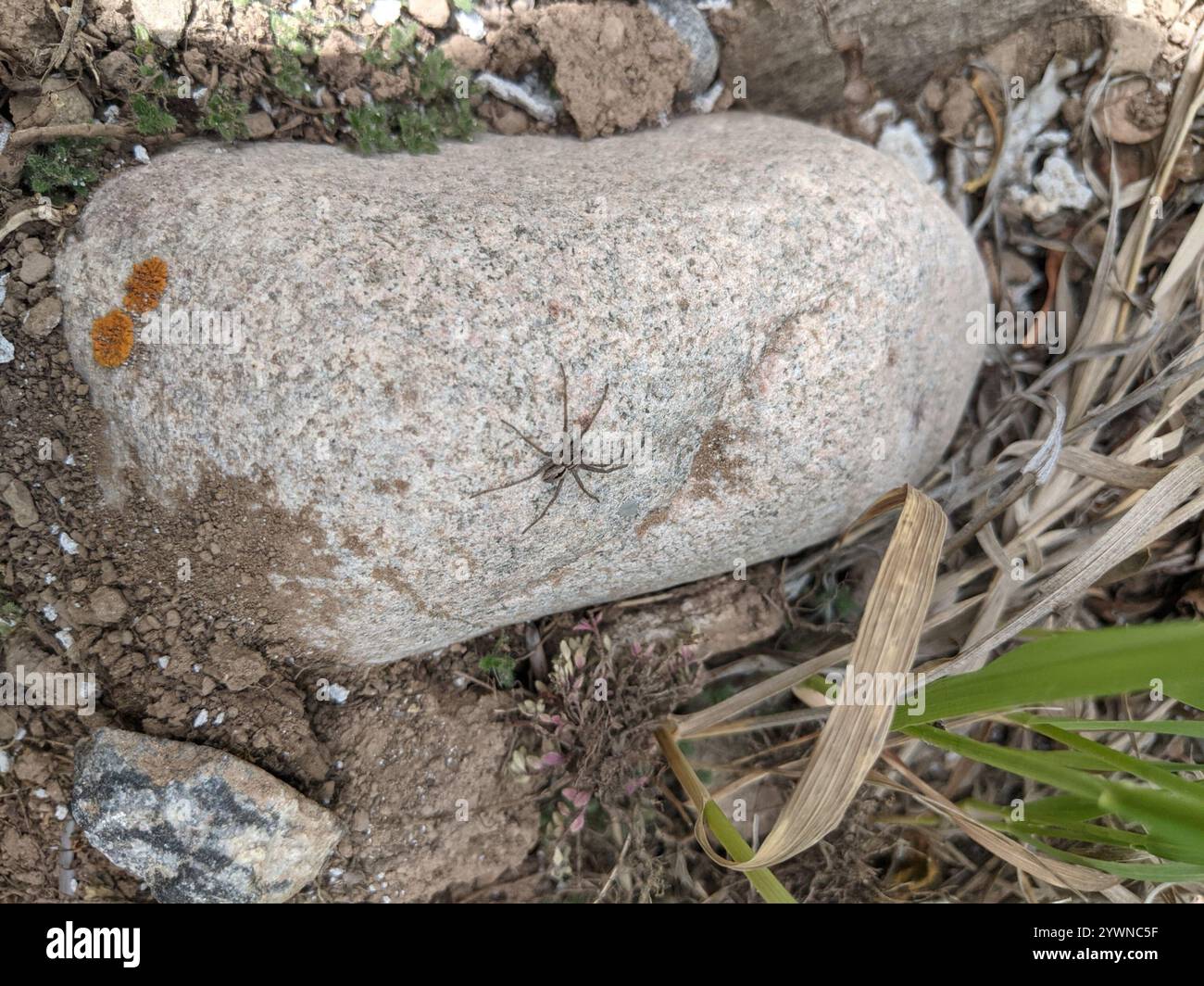 Wolf Spiders and Allies (Lycosoidea Stock Photo - Alamy
