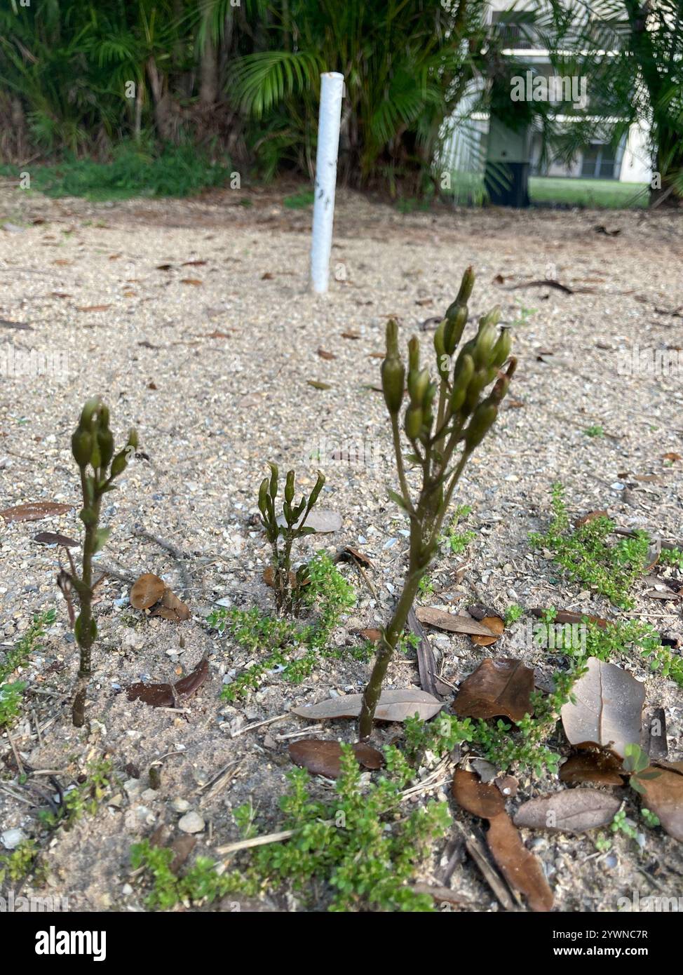 Gentian Noddingcaps (Triphora gentianoides Stock Photo - Alamy