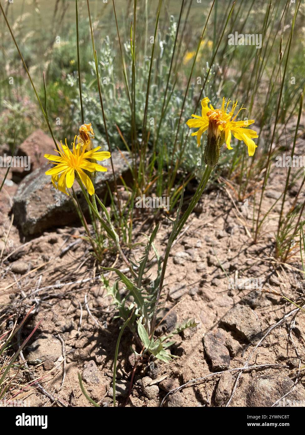 Modoc Hawksbeard (Crepis modocensis Stock Photo - Alamy