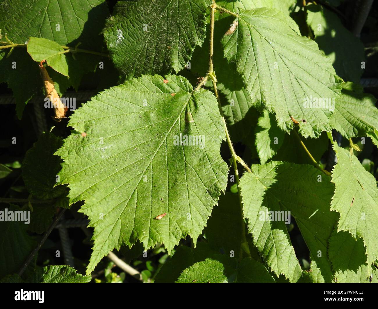 common hazel (Corylus avellana Stock Photo - Alamy