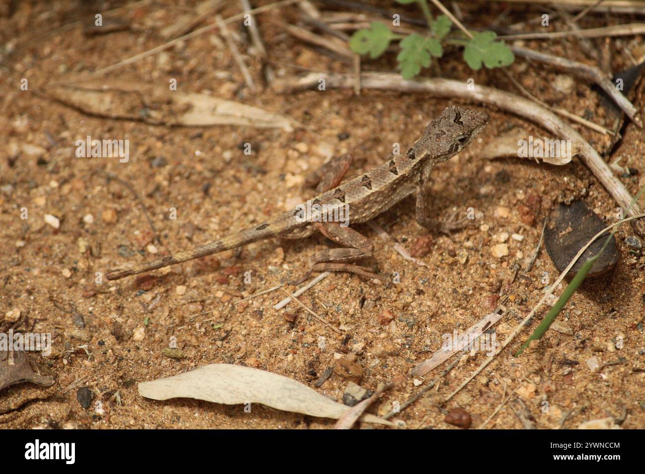 Fan-throated Lizards (Sitana Stock Photo - Alamy