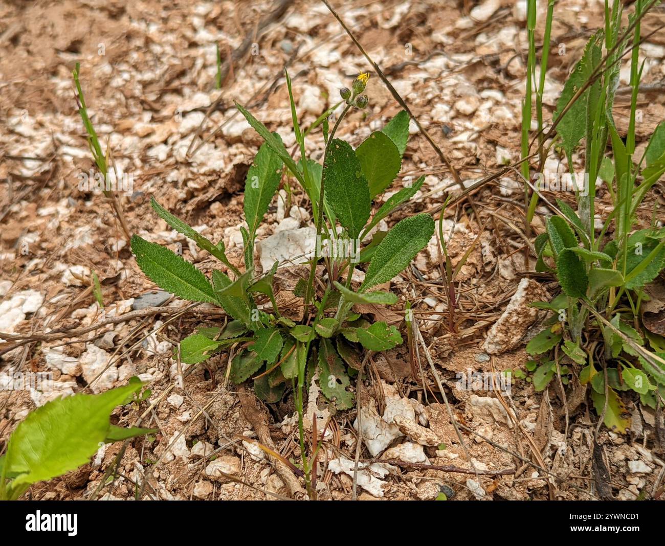 balsam ragwort (Packera paupercula Stock Photo - Alamy
