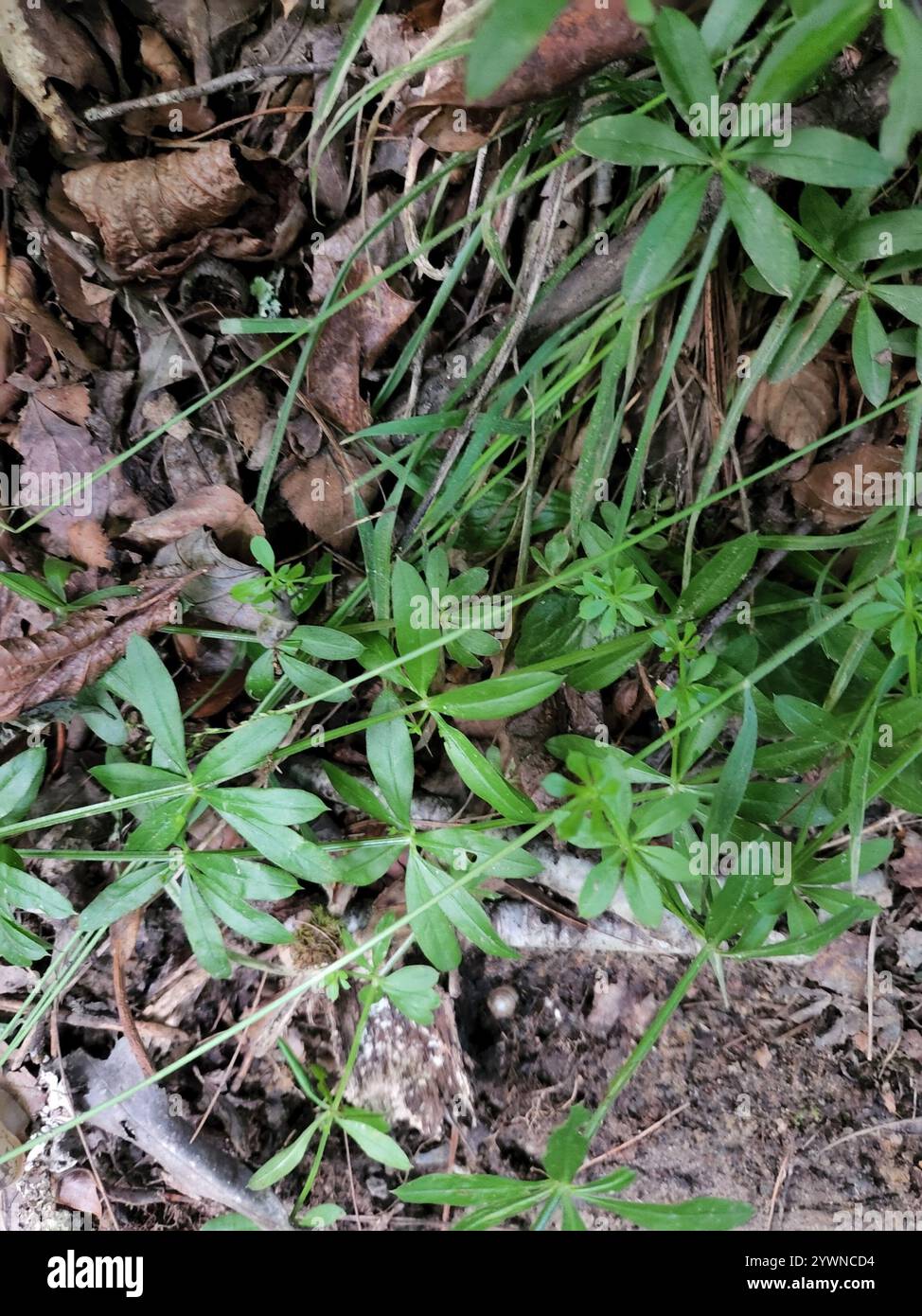 fragrant bedstraw (Galium triflorum Stock Photo - Alamy