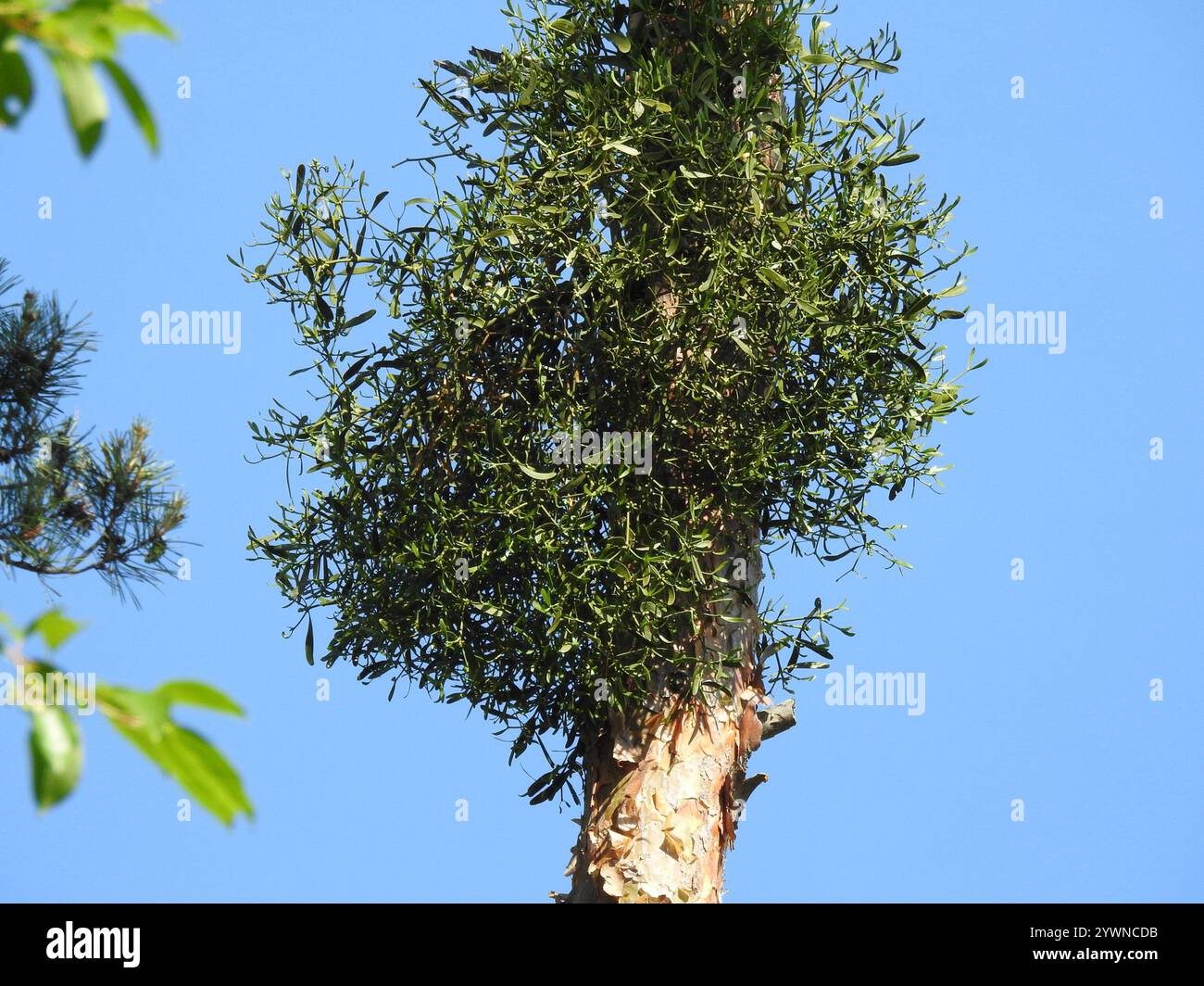 European mistletoe (Viscum album Stock Photo - Alamy